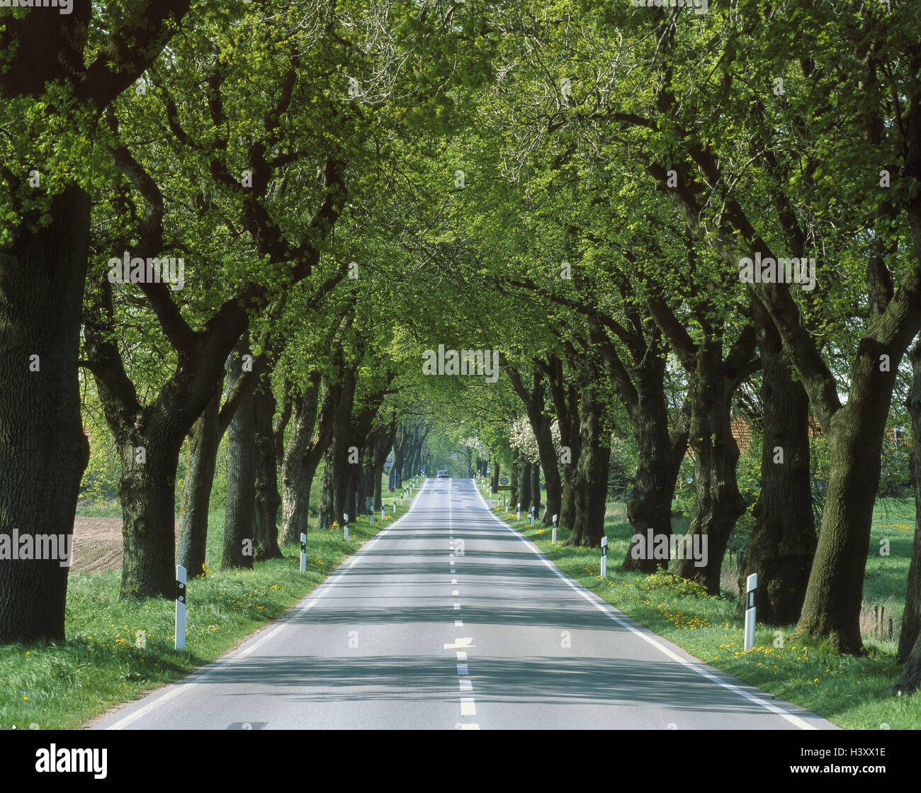 Deutschland, Mecklenburg-Vorpommern, Straße, Allee, nahe Malchow ...