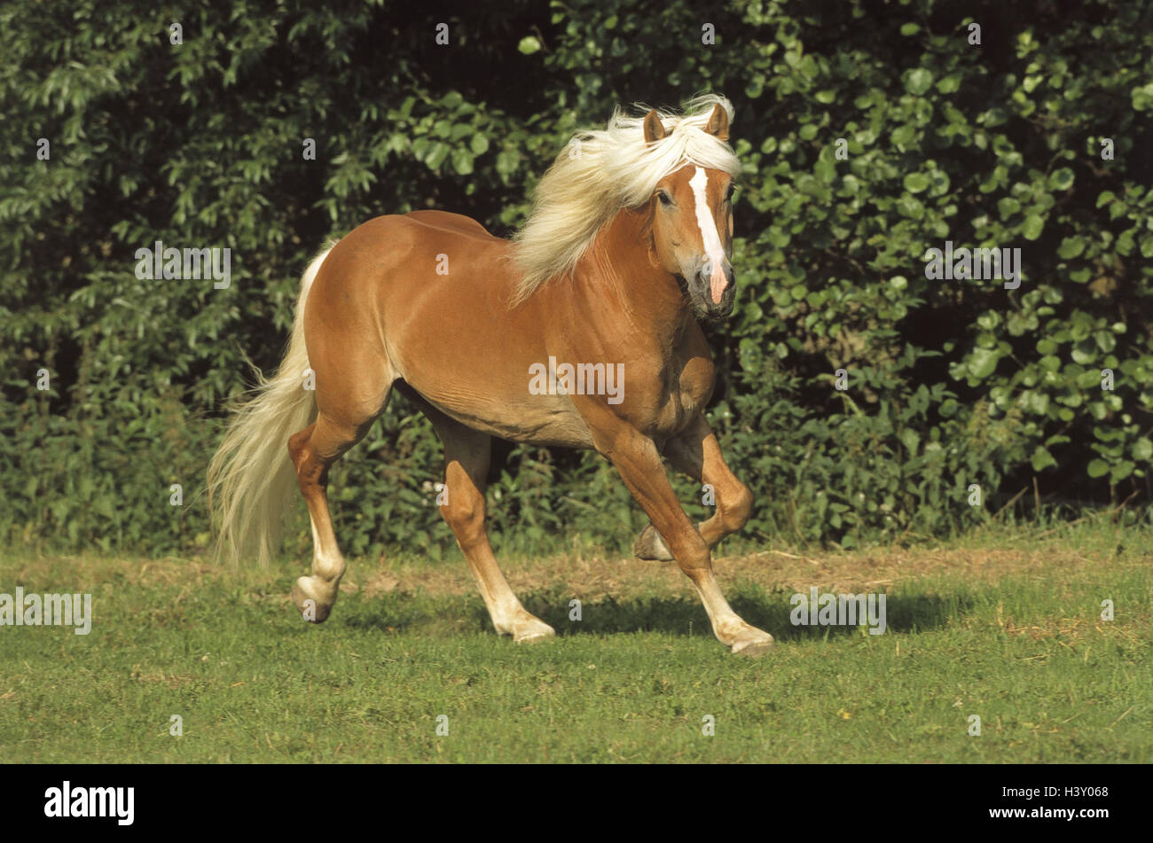 Galopp haflinger -Fotos und -Bildmaterial in hoher Auflösung – Alamy