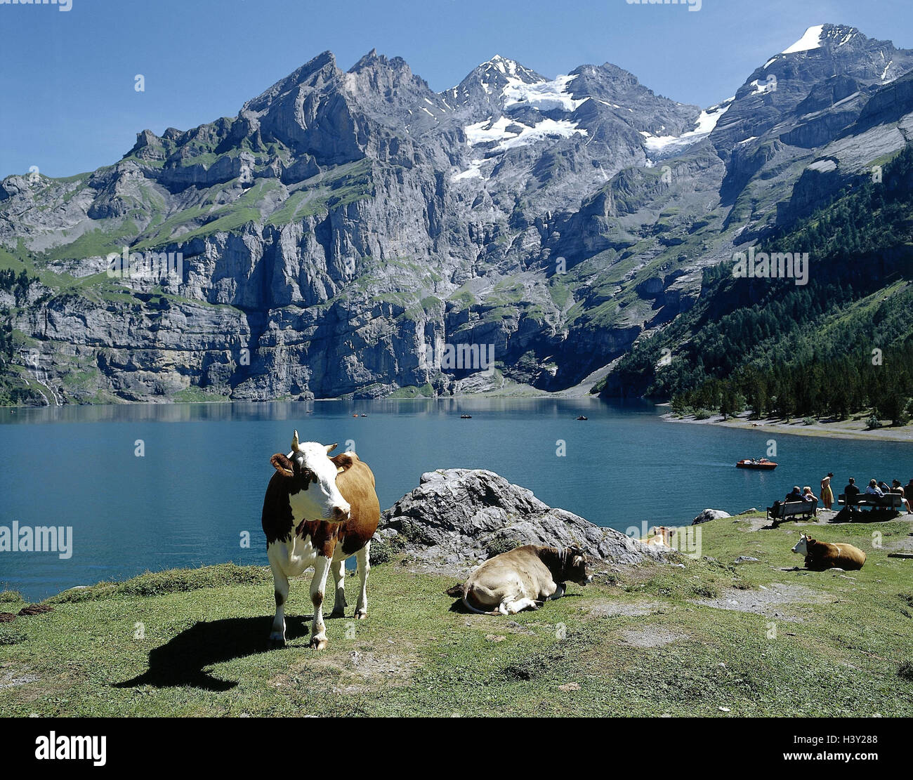 Schweiz, Berner Oberland, Öschinsee, Tourist, Rinder, Sommer, Kanton ...