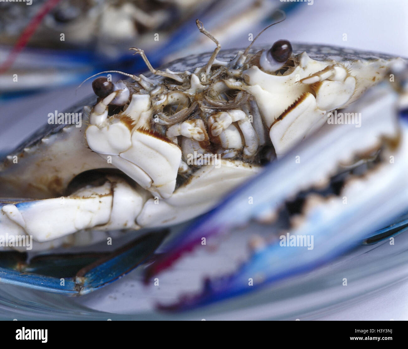 Krabben brachyura -Fotos und -Bildmaterial in hoher Auflösung – Alamy