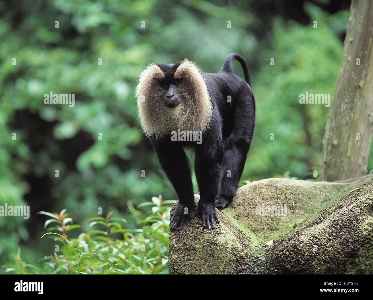 Bart, Affe, Macaca Silenus, Felsen, Ständer, Holz, Affe, Tier ...