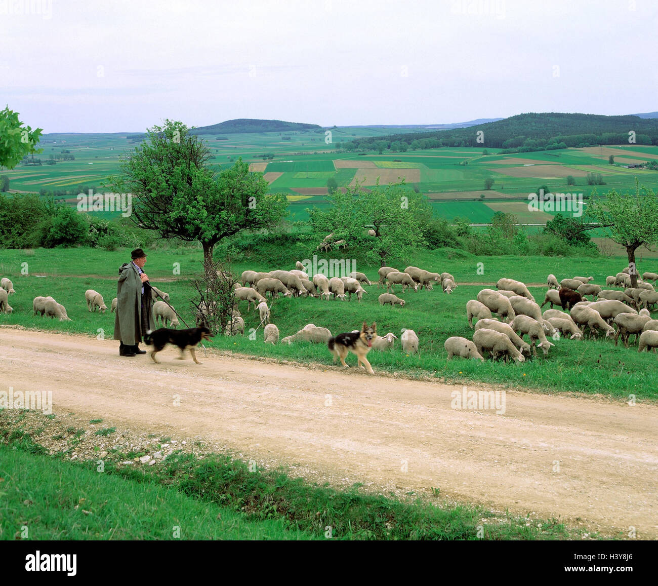 Deutschland, Franken, Schäfer, Schafherde, Bereich Landschaft, Europa ...