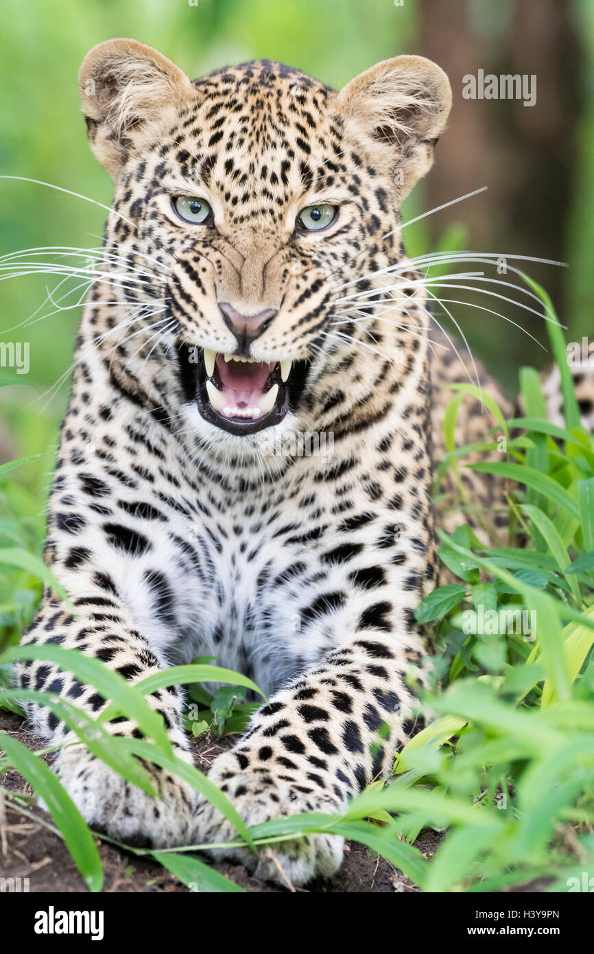 African Leopard Stockfotos und -bilder Kaufen - Alamy