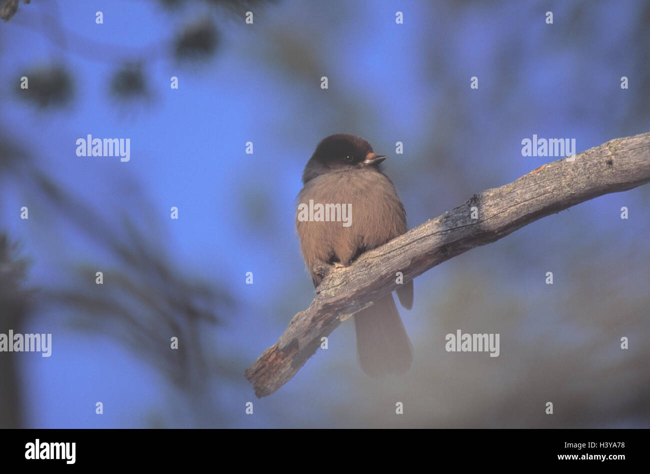 Unglückshäher, Perisorens Infaustus, Zweig, Finnland, Schweden ...