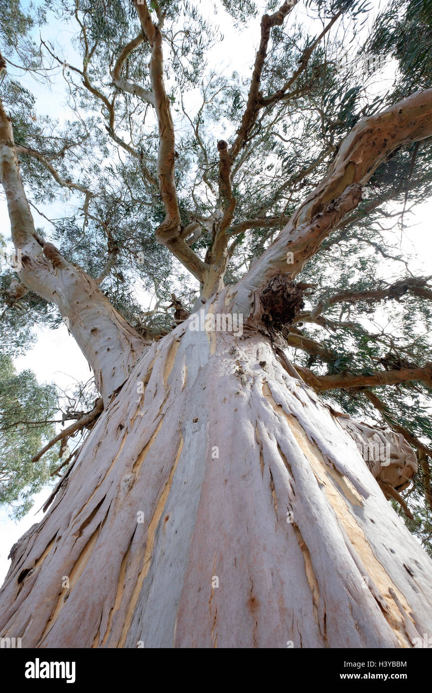 Eukalyptus-Baum Stockfotografie - Alamy
