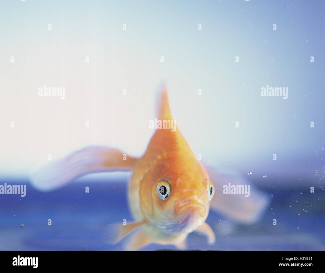 Goldfisch, Carassius Auratus Auratus, Stillleben, Fische, Zierfische ...