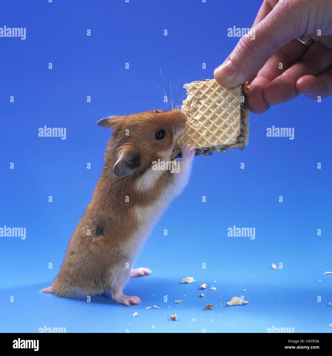 Golden hamster (mesocricetus auratus) -Fotos und -Bildmaterial in hoher ...