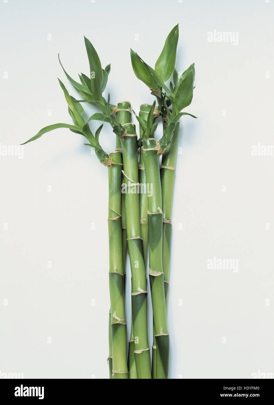 Dracaena fragrans stedneri -Fotos und -Bildmaterial in hoher Auflösung ...