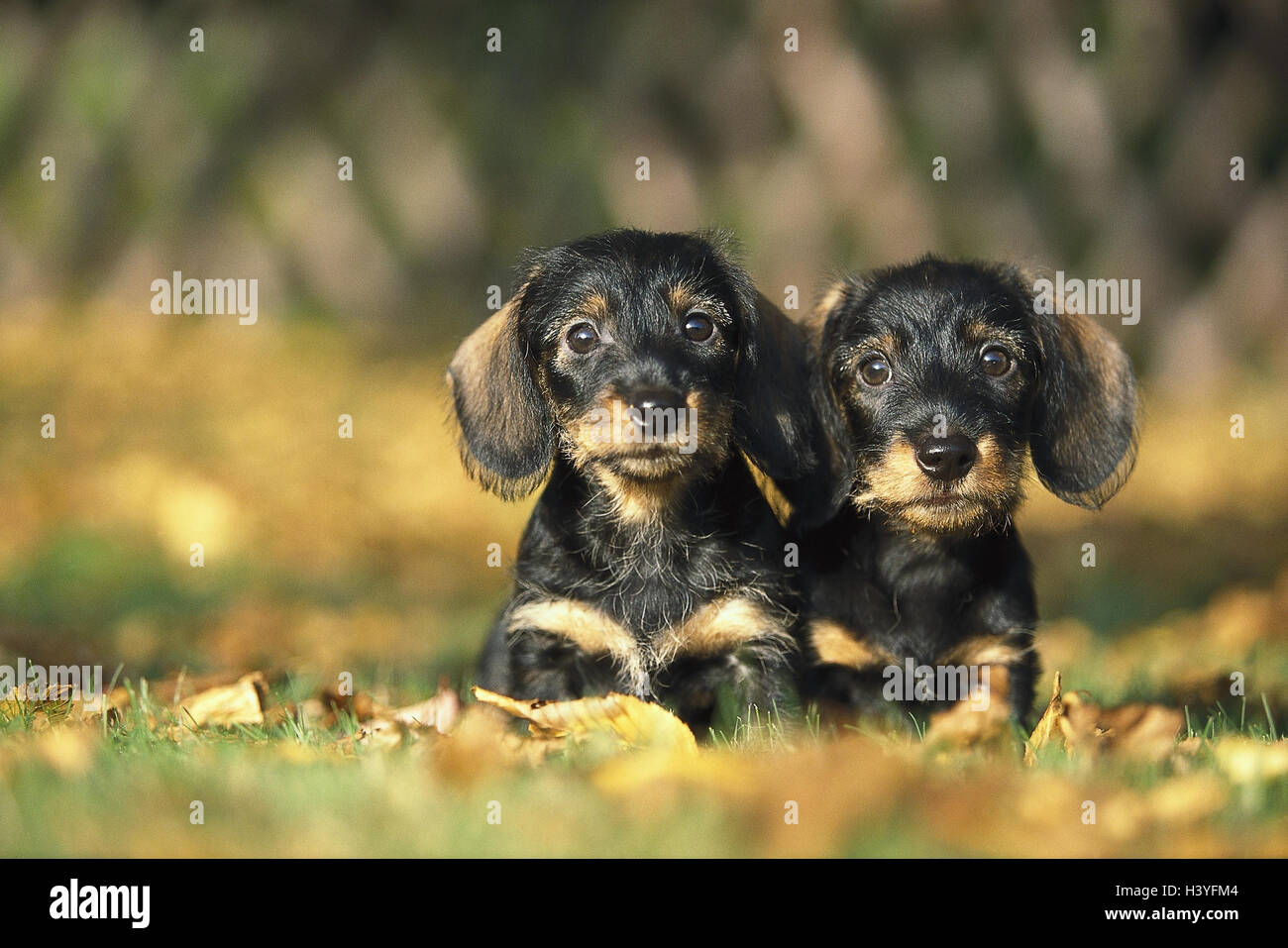 Dackel welpen -Fotos und -Bildmaterial in hoher Auflösung – Alamy