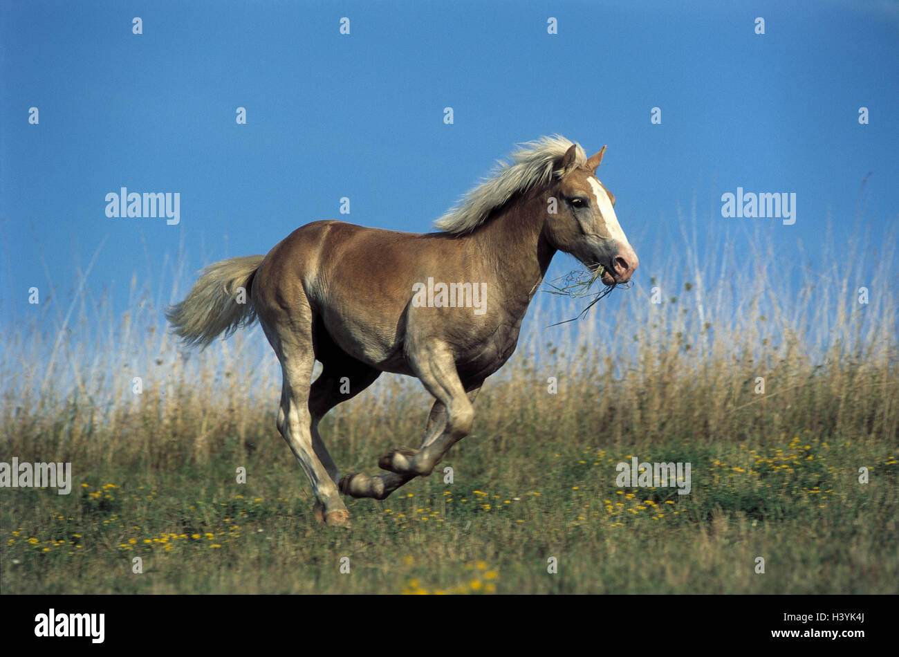 Galopp haflinger -Fotos und -Bildmaterial in hoher Auflösung – Alamy
