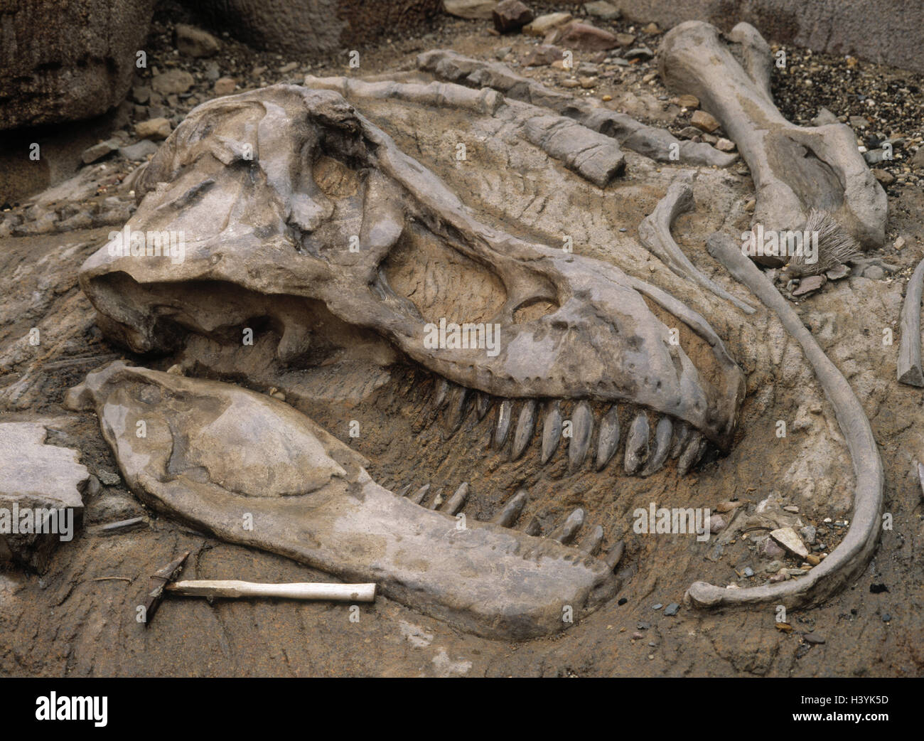 Aushub, Versteinerung, Dinosaurier, Detail, Schädel, Galle, Stein, Sand ...