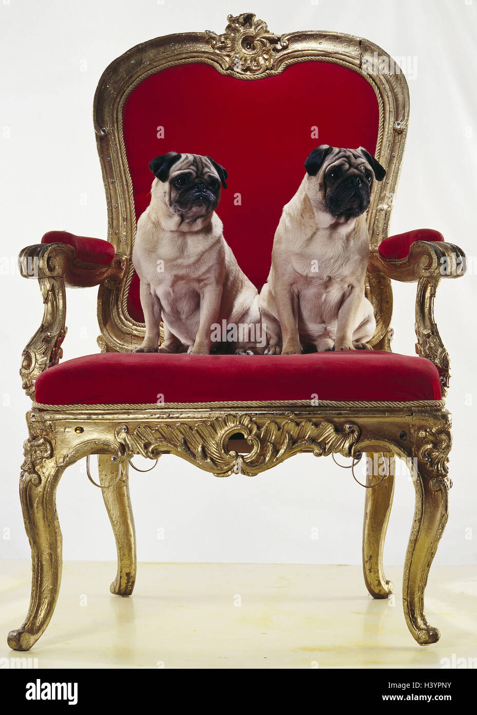 Hunde, Pugs, Sessel Tiere, Säugetiere, Haustiere, Rassehunde ...