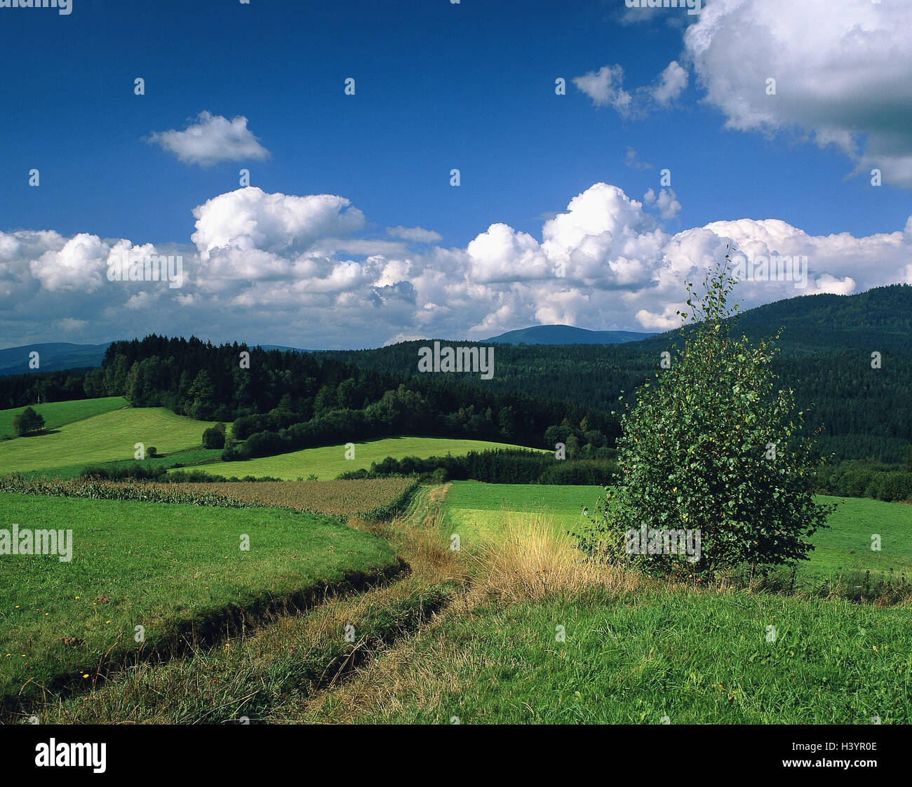 Deutschland, Bayerischer Wald, Landschaft, Nähe Viechtach, Bayern, Ost ...