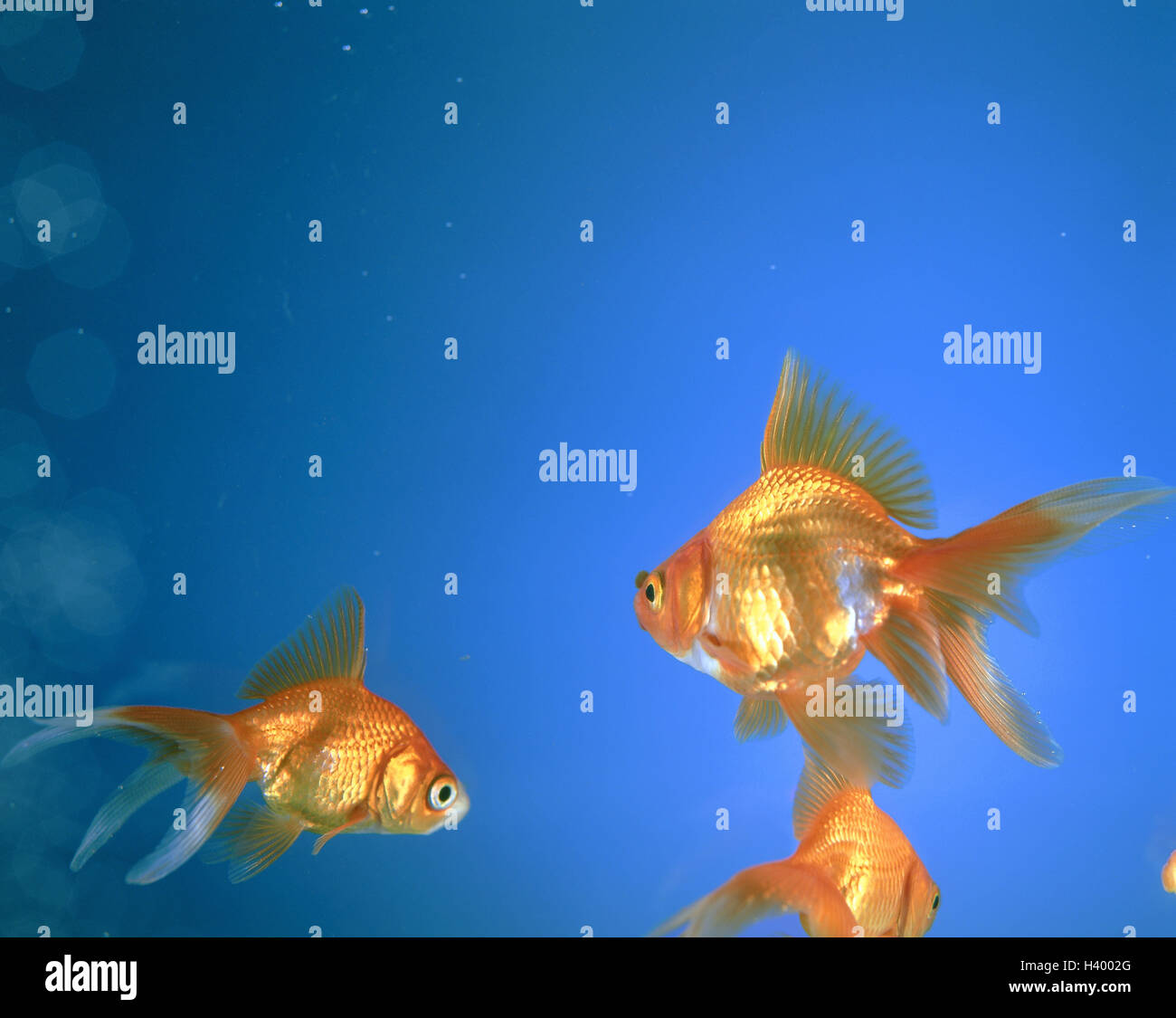 Schleier Schweif Goldfisch, drei, Carassius Auratus Auratus, Aquarium ...