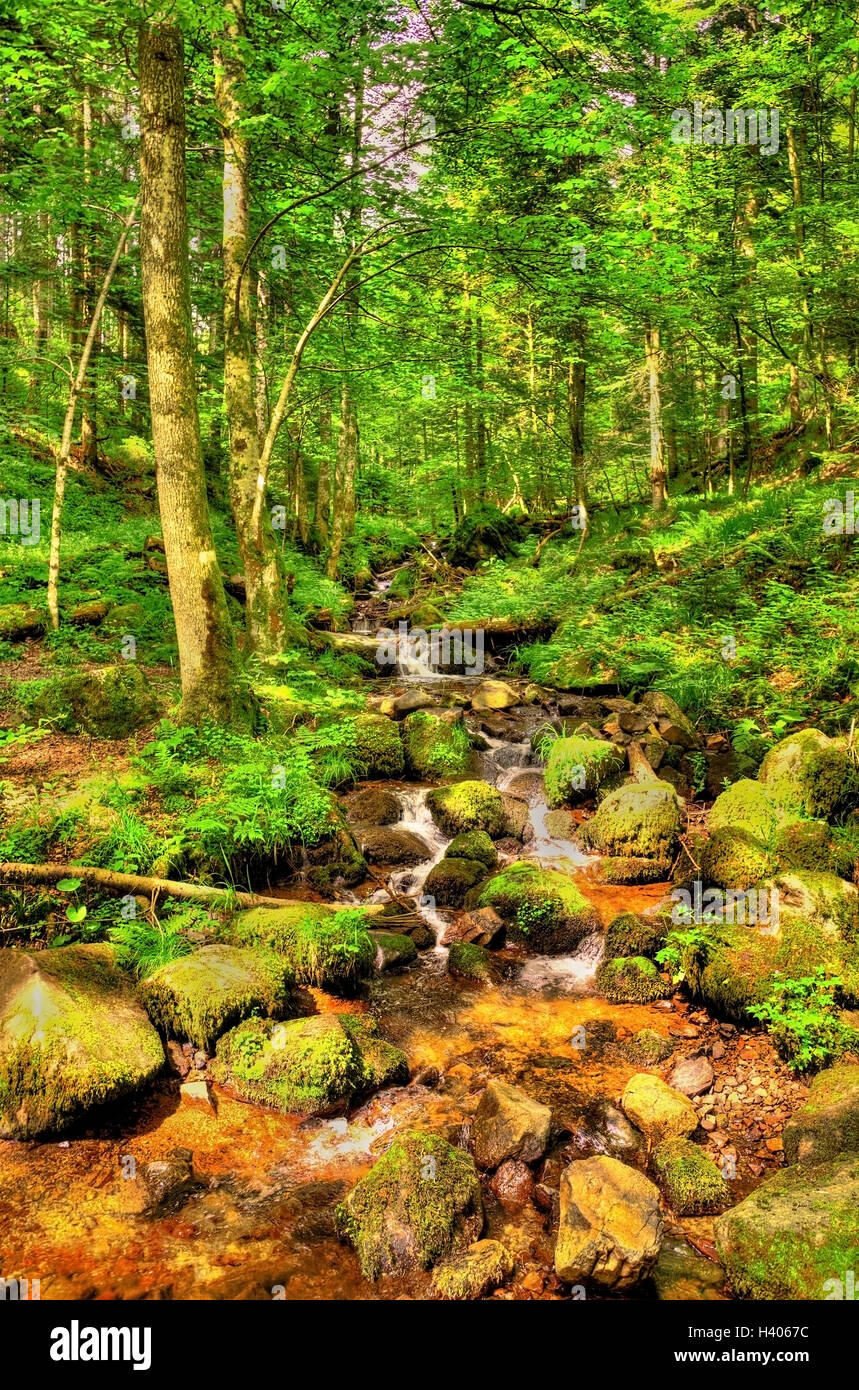 Bas wald -Fotos und -Bildmaterial in hoher Auflösung – Alamy