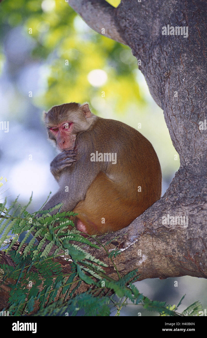 Rhesus makaken -Fotos und -Bildmaterial in hoher Auflösung – Alamy