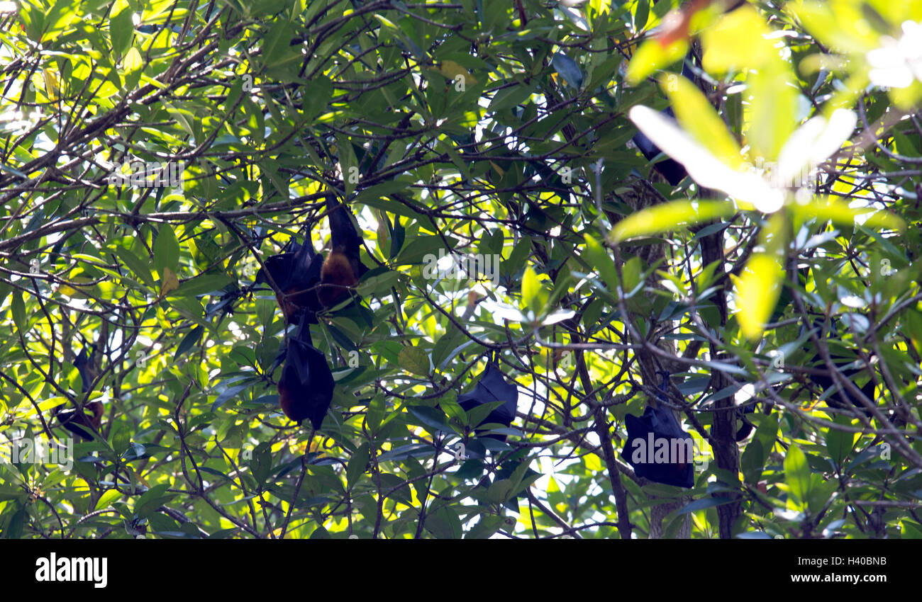Riesige fruchtfledermaus -Fotos und -Bildmaterial in hoher Auflösung ...