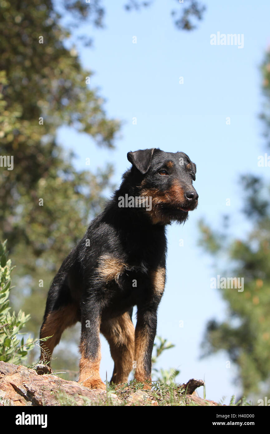 Deutscher Jagdterrier Stockfotos und -bilder Kaufen - Alamy