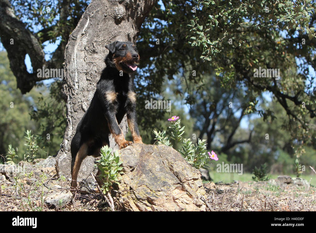 Hund-Jagdterrier / Jagd Terrier / Deutscher Jagdterrier steht auf den ...