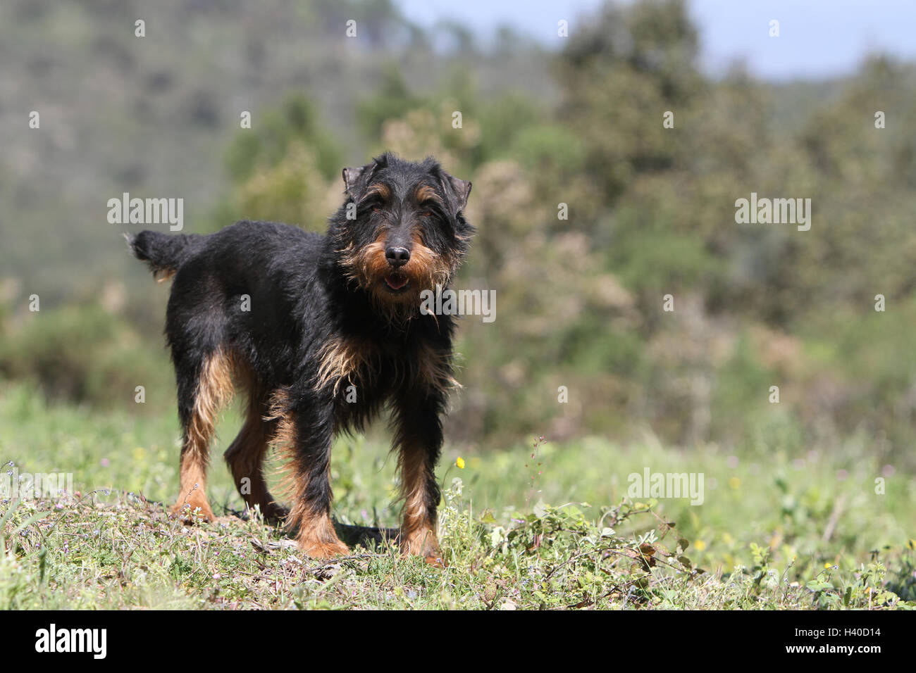 Deutscher jagdterrier -Fotos und -Bildmaterial in hoher Auflösung – Alamy