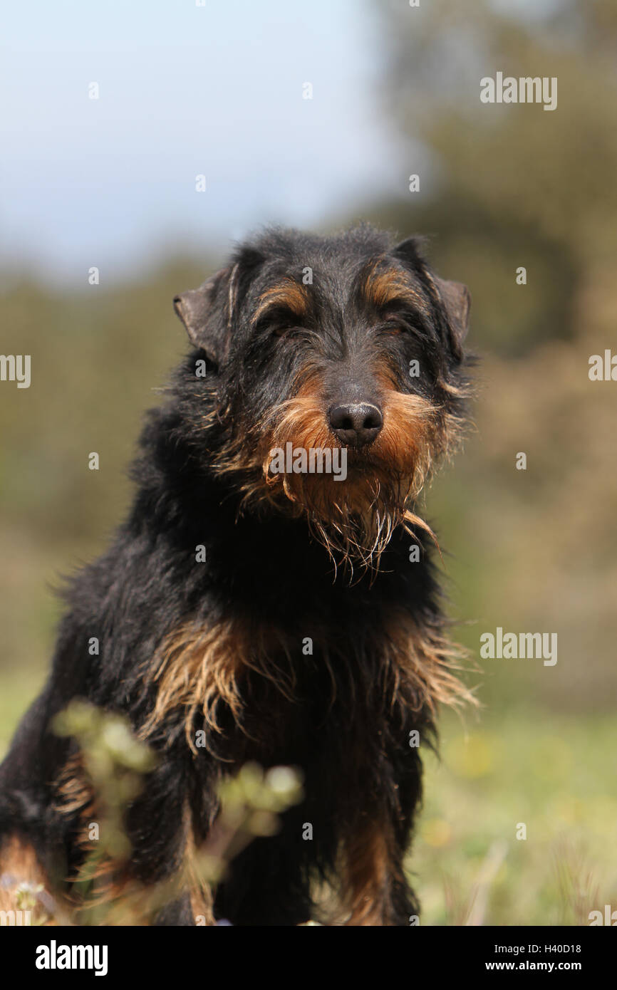 Hund-Jagdterrier / Jagd Terrier / Deutscher Jagdterrier Erwachsenen ...