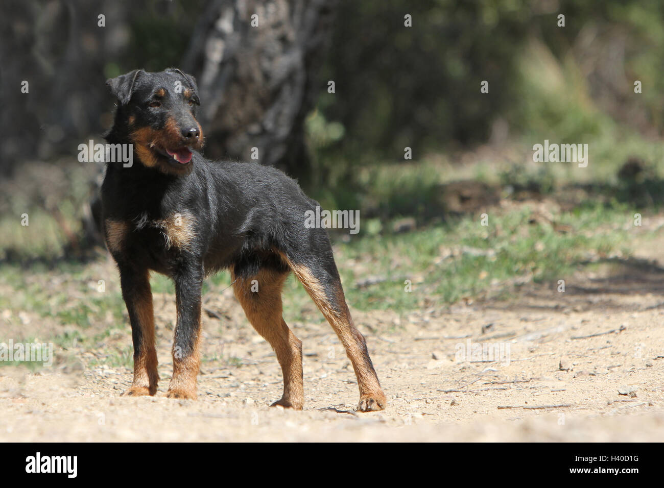 Hund-Jagdterrier / Jagd Terrier / Deutscher Jagdterrier Erwachsenen ...