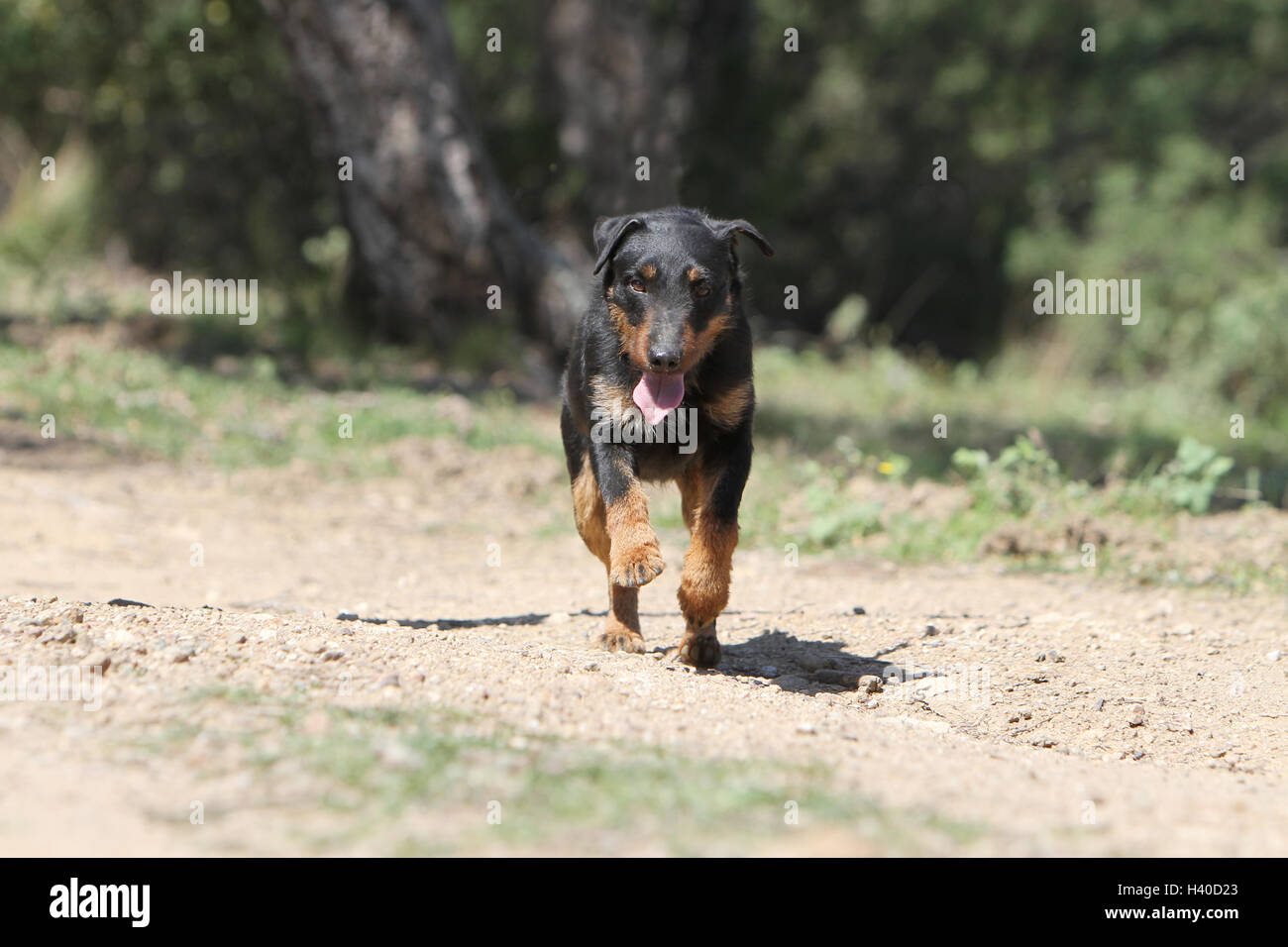 Jagd terrier or german hunting terrier -Fotos und -Bildmaterial in ...