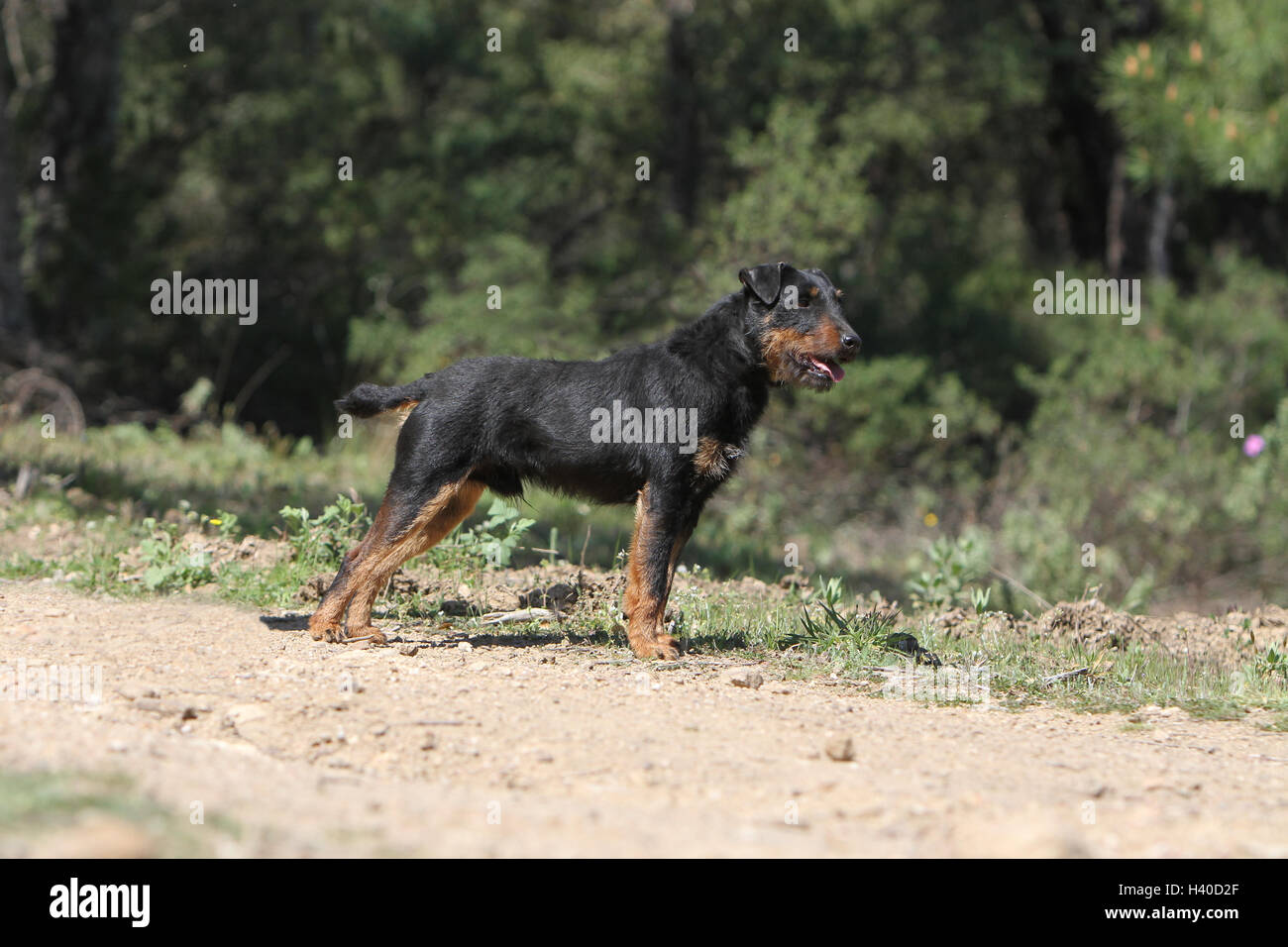 Jagd terrier or german hunting terrier -Fotos und -Bildmaterial in ...