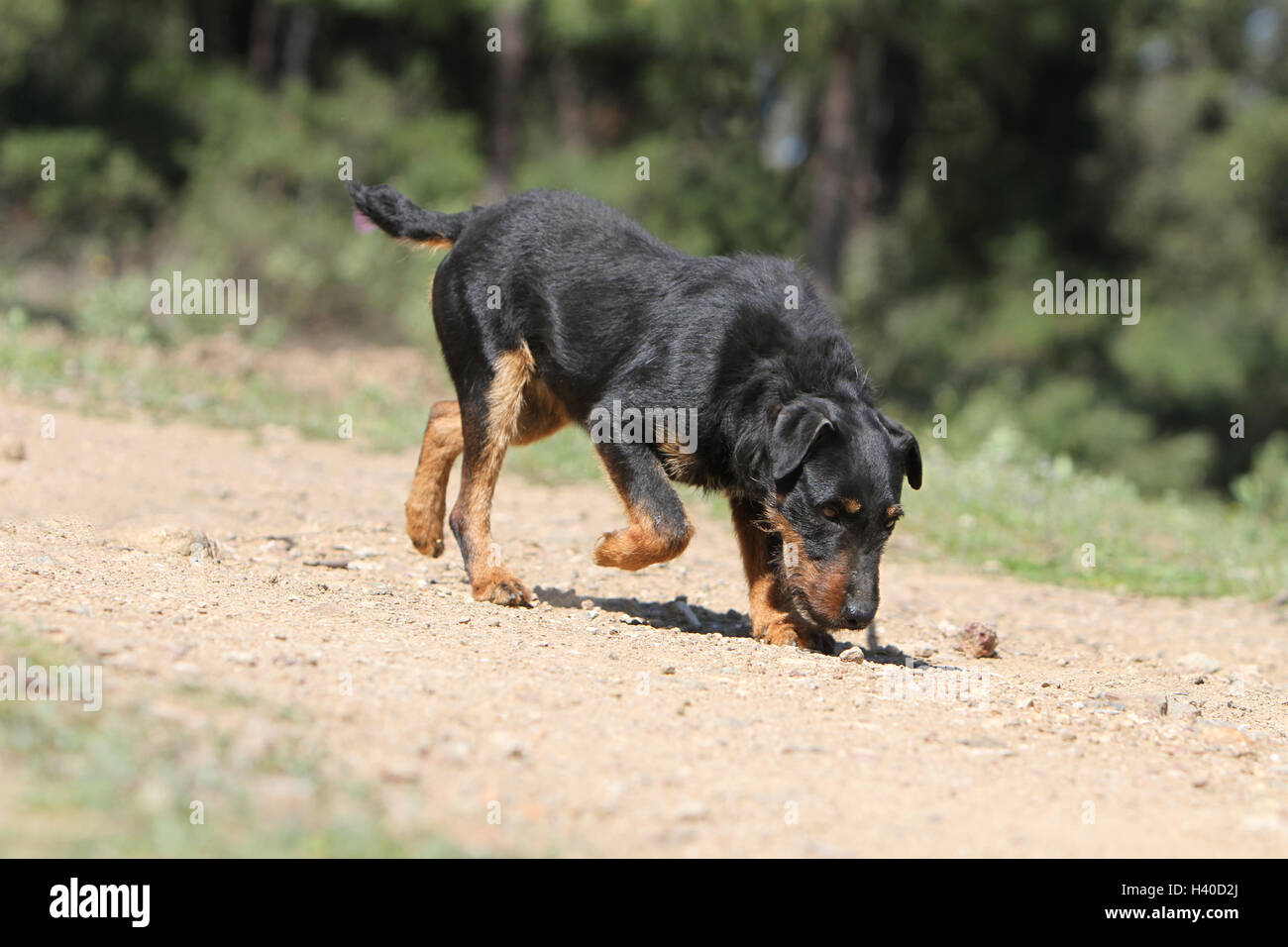 Jagd terrier -Fotos und -Bildmaterial in hoher Auflösung – Alamy