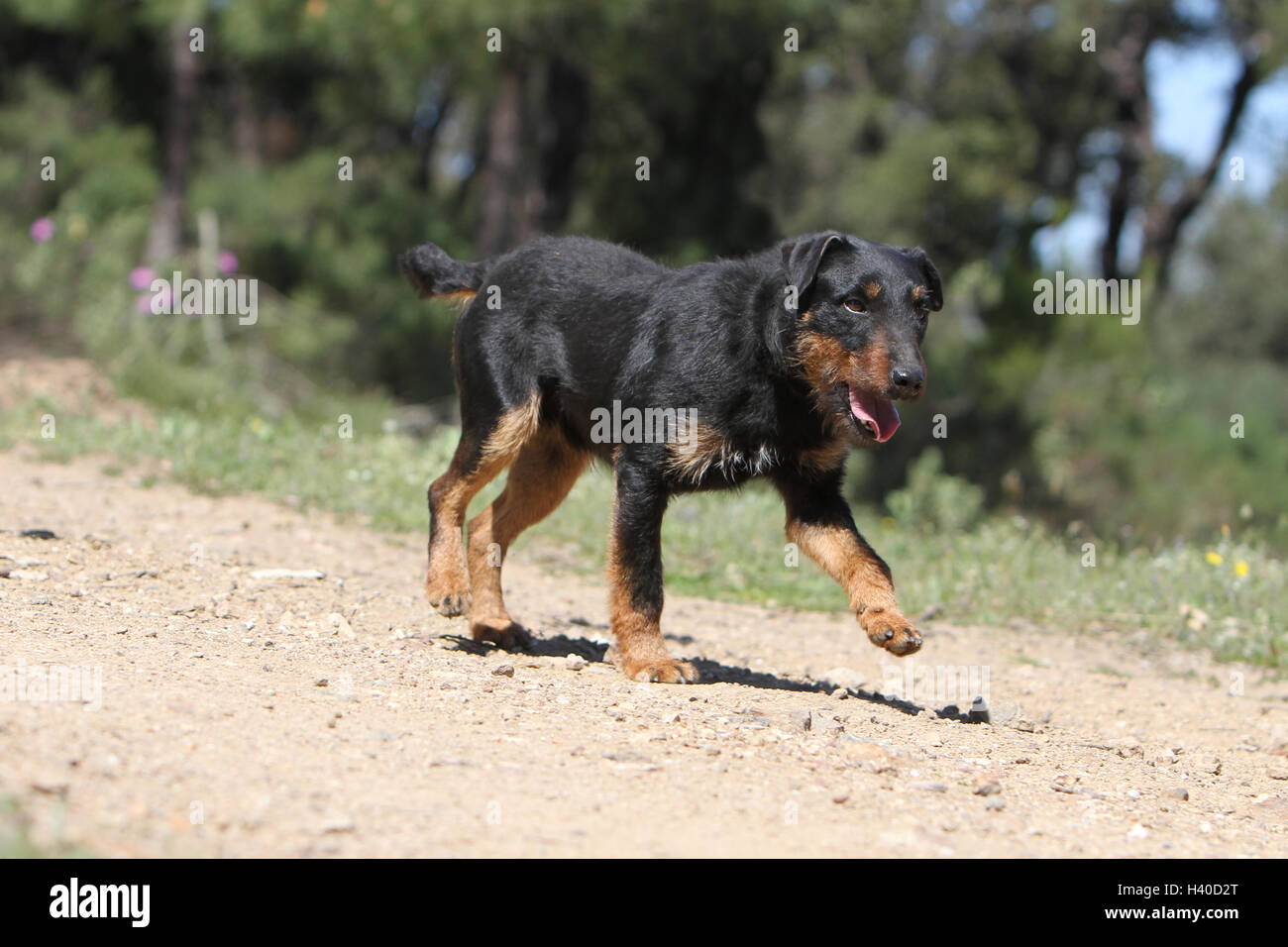 Hund-Jagdterrier / Jagd Terrier / Deutscher Jagdterrier Erwachsenen ...
