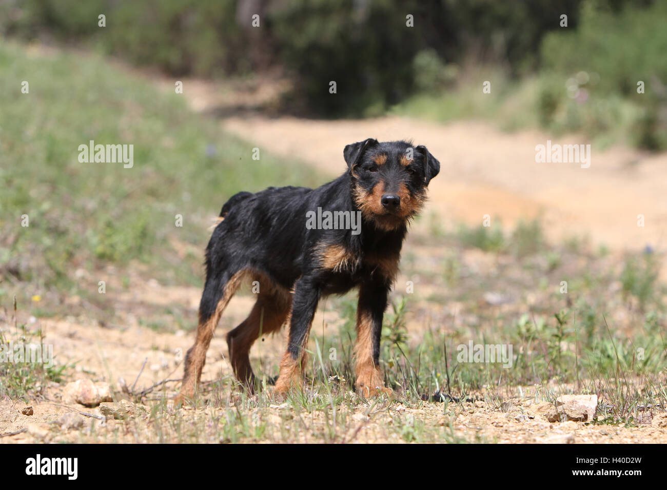 Hund-Jagdterrier / Jagd Terrier / Deutscher Jagdterrier Erwachsenen ...