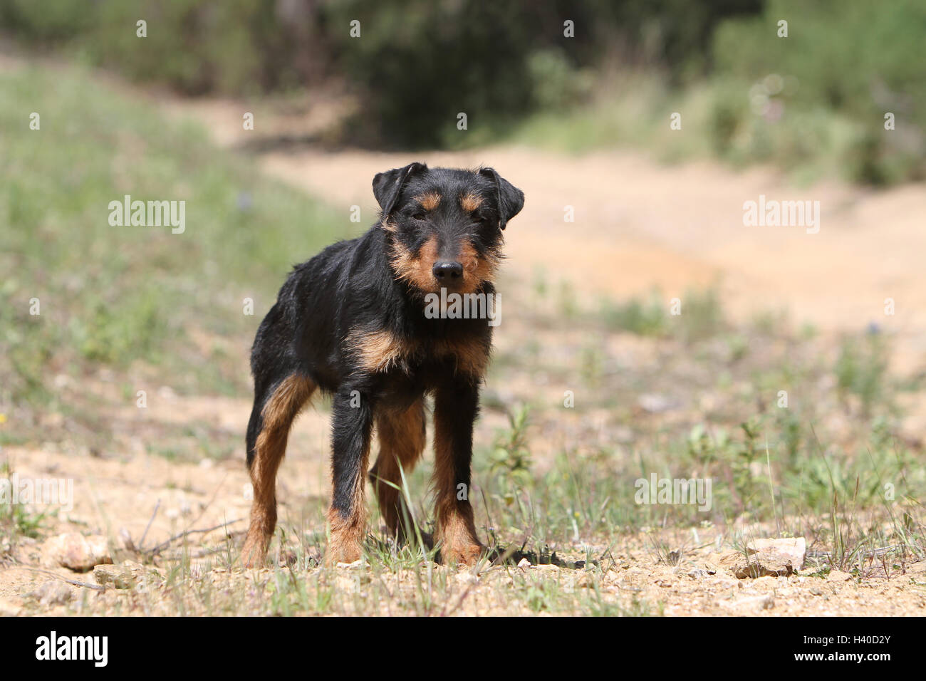 Hund-Jagdterrier / Jagd Terrier / Deutscher Jagdterrier Erwachsenen ...