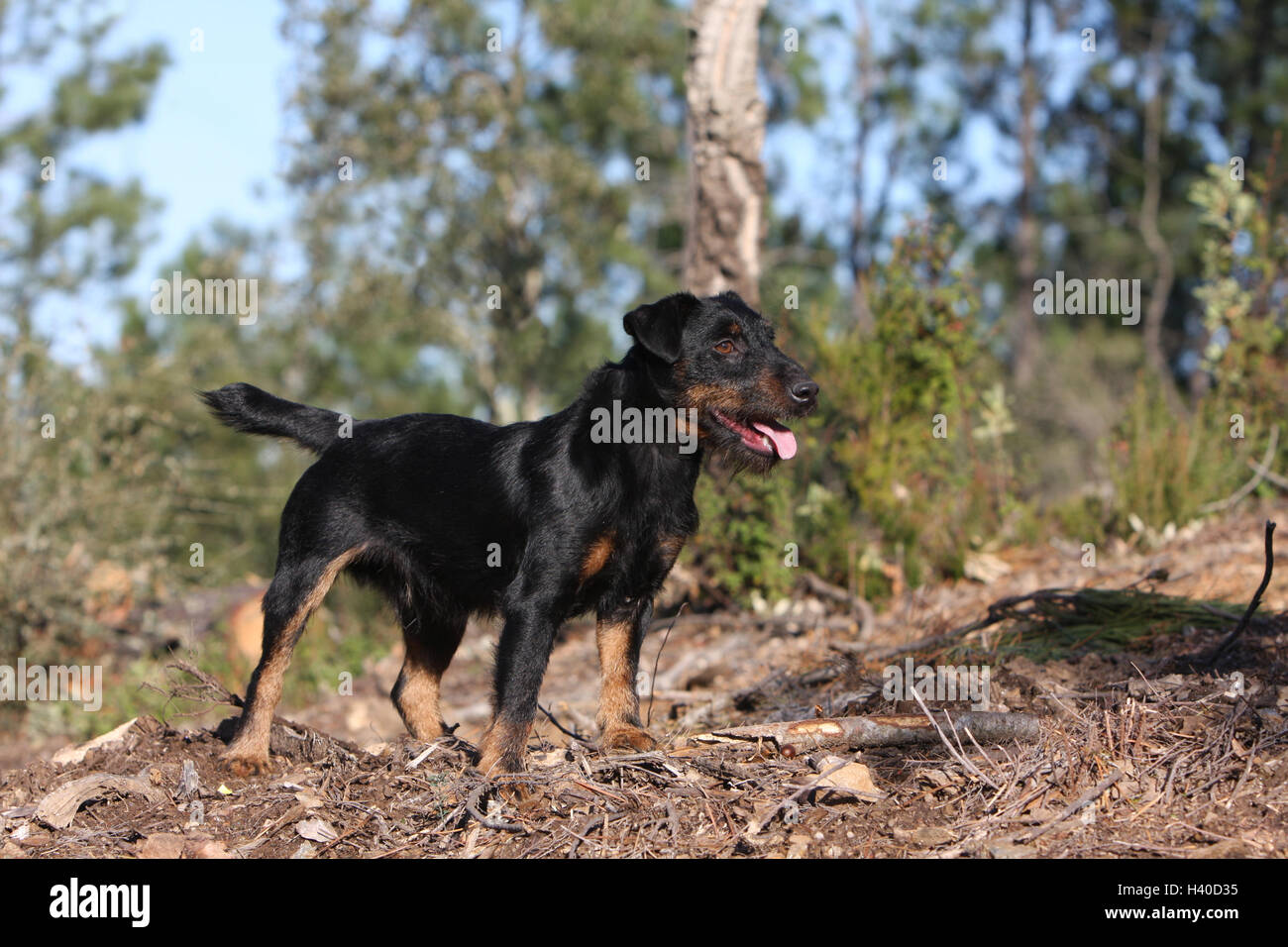 Hund-Jagdterrier / Jagd Terrier / Deutscher Jagdterrier Hund markiert ...