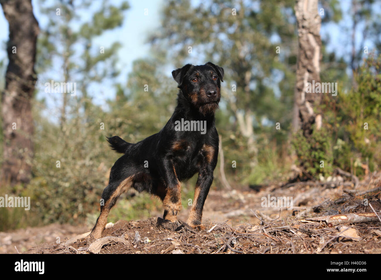 Jagd terrier or german hunting terrier -Fotos und -Bildmaterial in ...