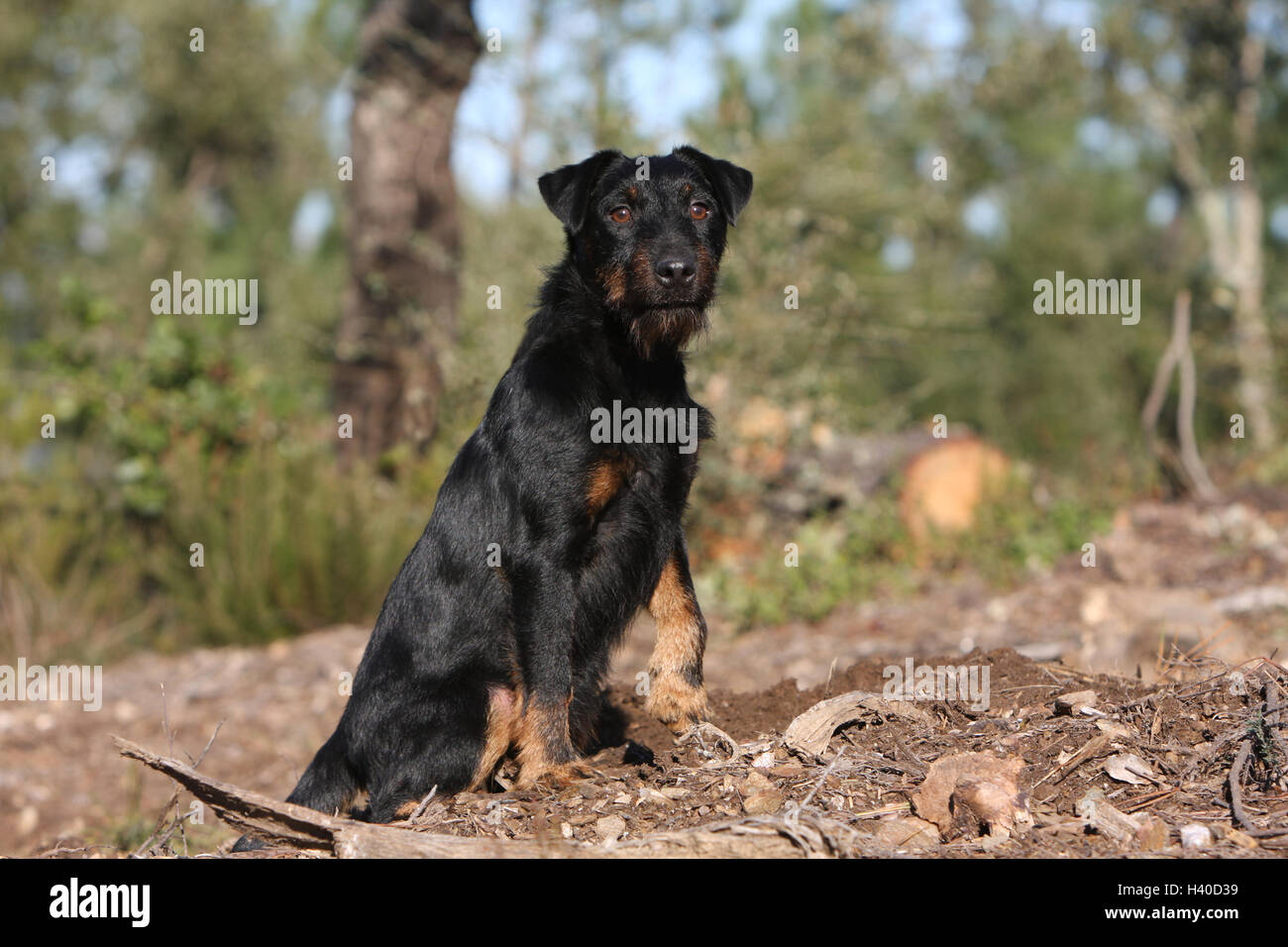 Jagd terrier or german hunting terrier -Fotos und -Bildmaterial in ...