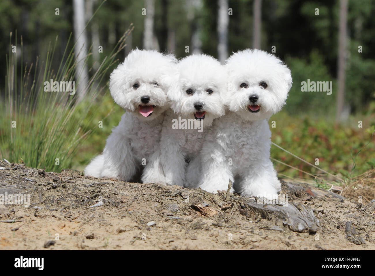 Drei bichons -Fotos und -Bildmaterial in hoher Auflösung – Alamy