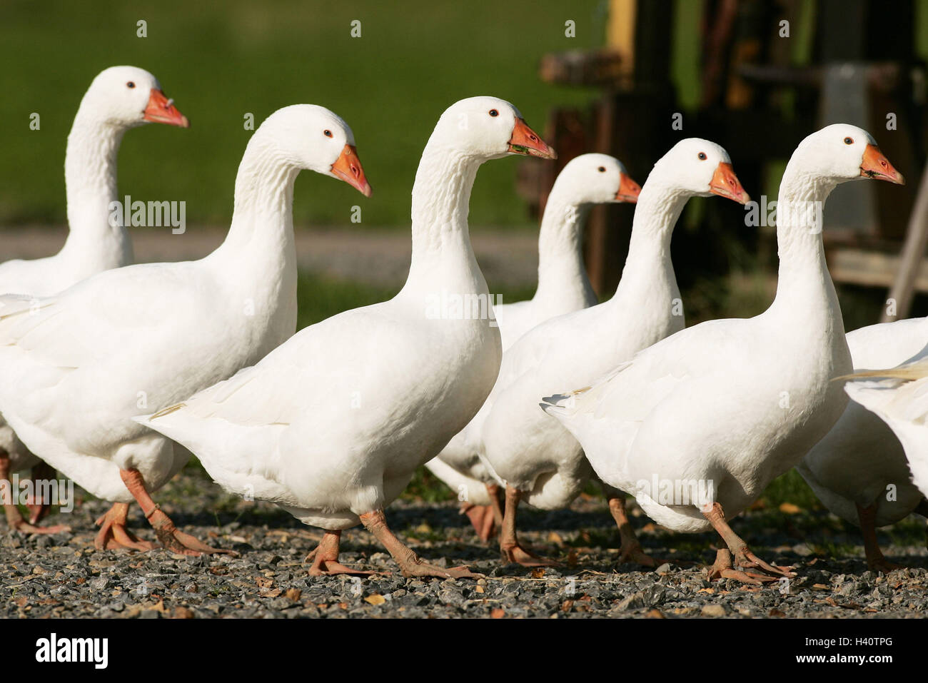 Wiese, Haus Gänse, Bewegung, Tiere, Vögel, Gans der Vögel, nutzen Tiere ...