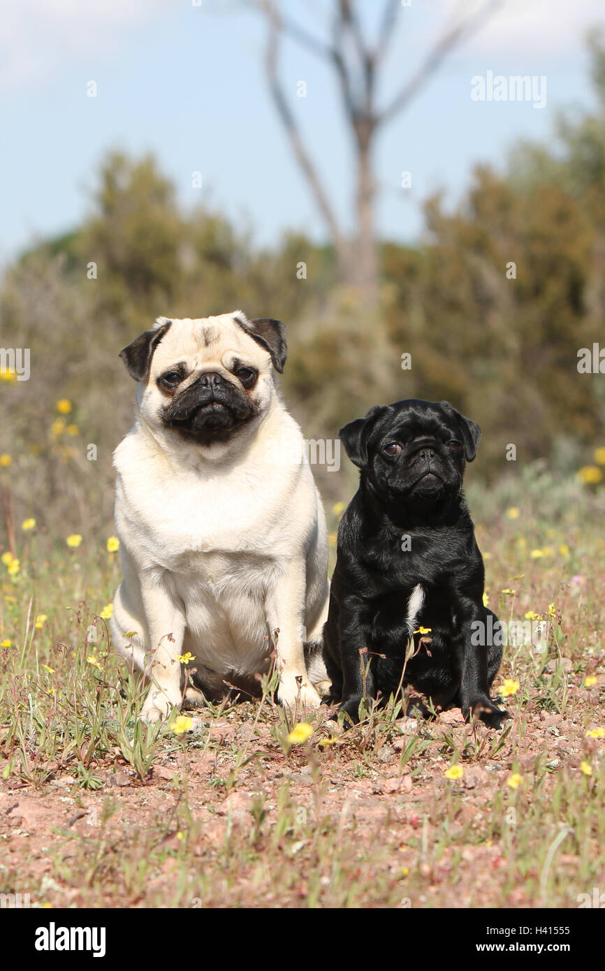 Hund Mops / Carlin / Erwachsenen mit Welpen Mops schwarz / beige zwei ...