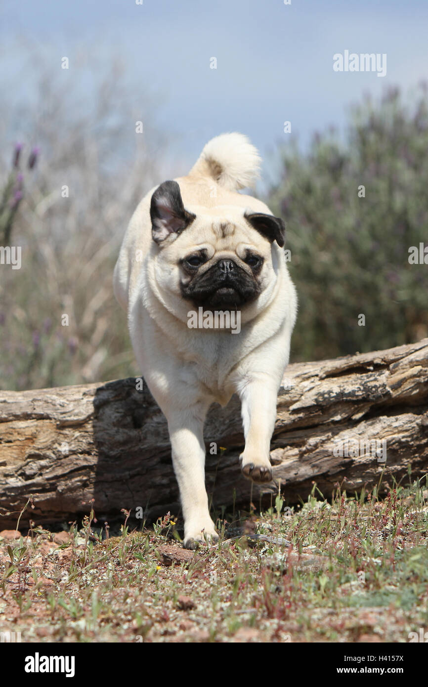 Pug china chinese -Fotos und -Bildmaterial in hoher Auflösung – Alamy