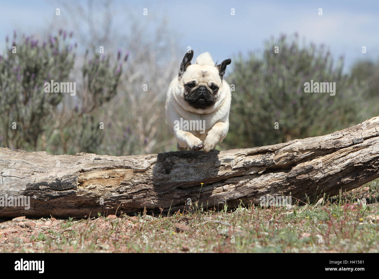 Pug china chinese -Fotos und -Bildmaterial in hoher Auflösung – Alamy