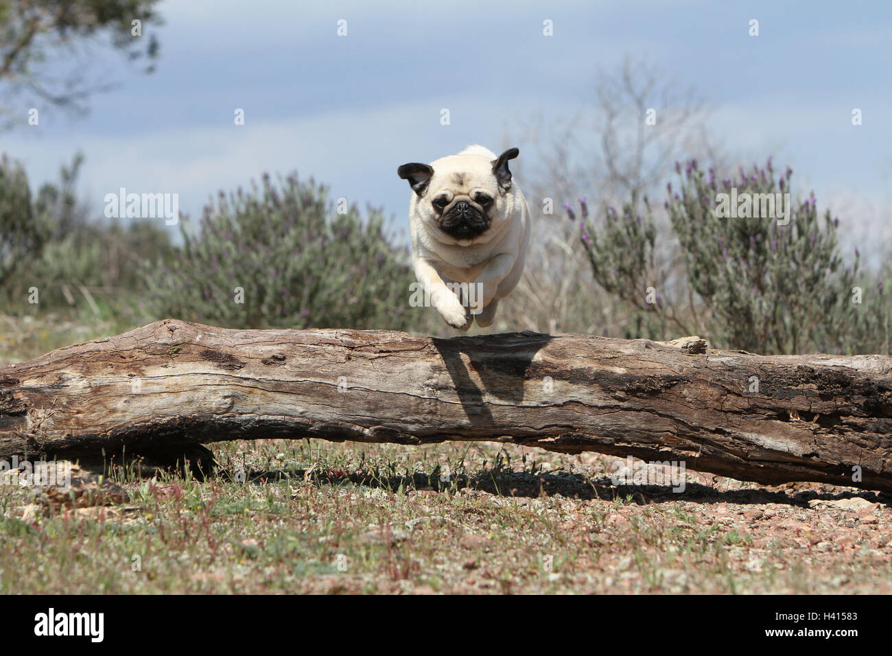Bewegliche hunde -Fotos und -Bildmaterial in hoher Auflösung – Alamy