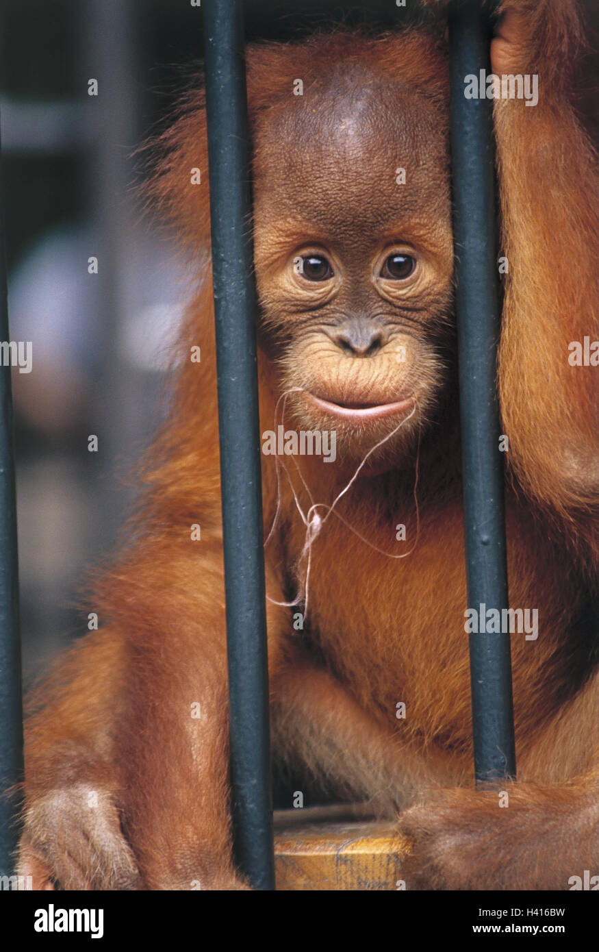 Orang utan cage -Fotos und -Bildmaterial in hoher Auflösung – Alamy