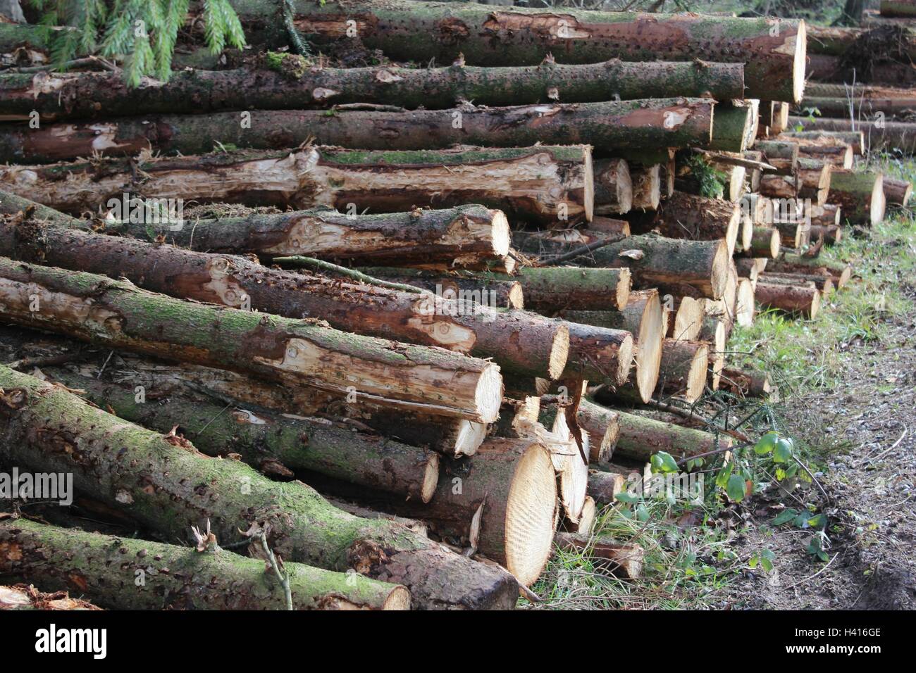 Schneiden sie protokolle -Fotos und -Bildmaterial in hoher Auflösung ...