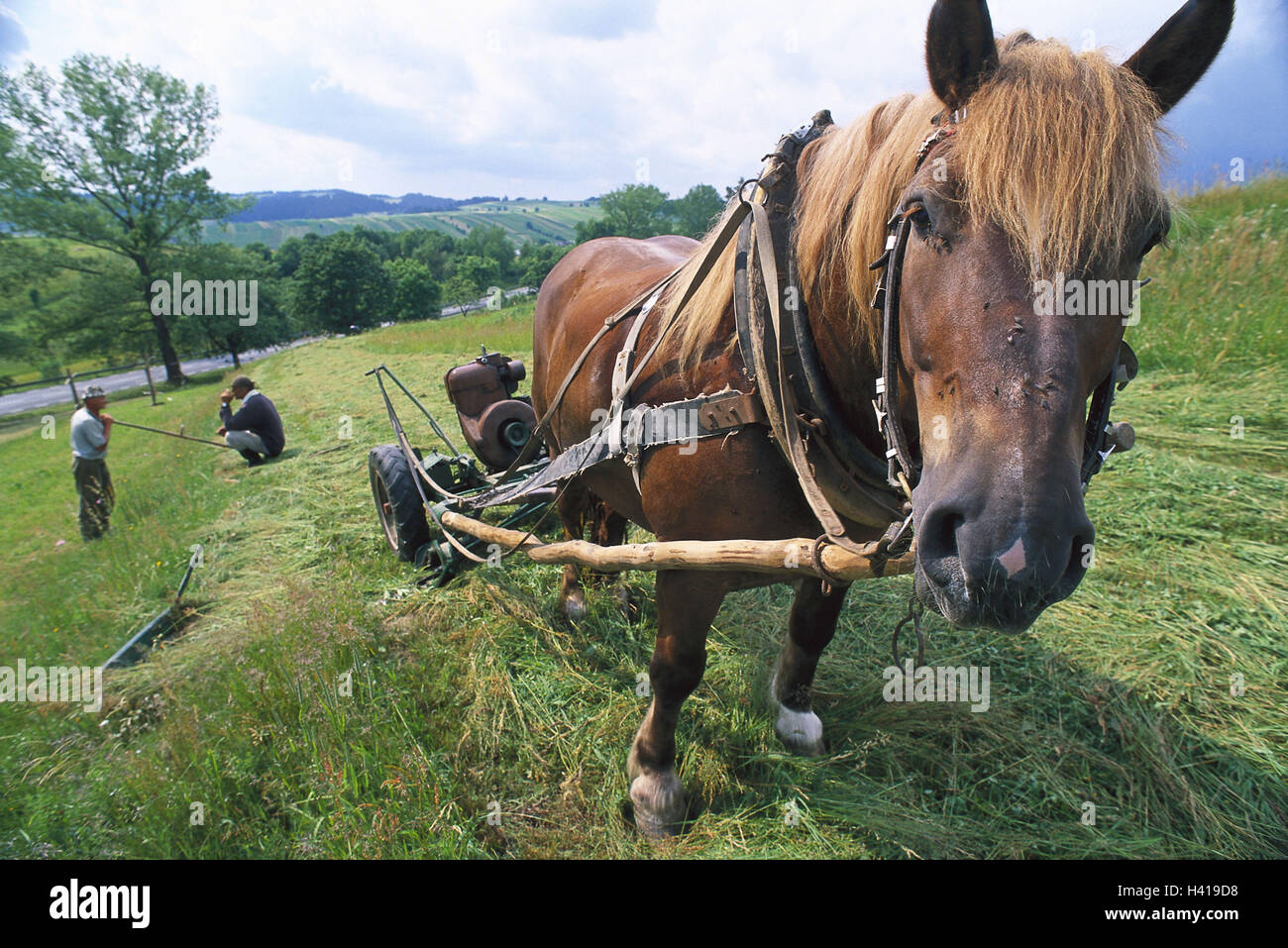 Polen, der hohen Tatra, Ausläufer, Wiese, Bauer, Pferd, Heu ernten ...