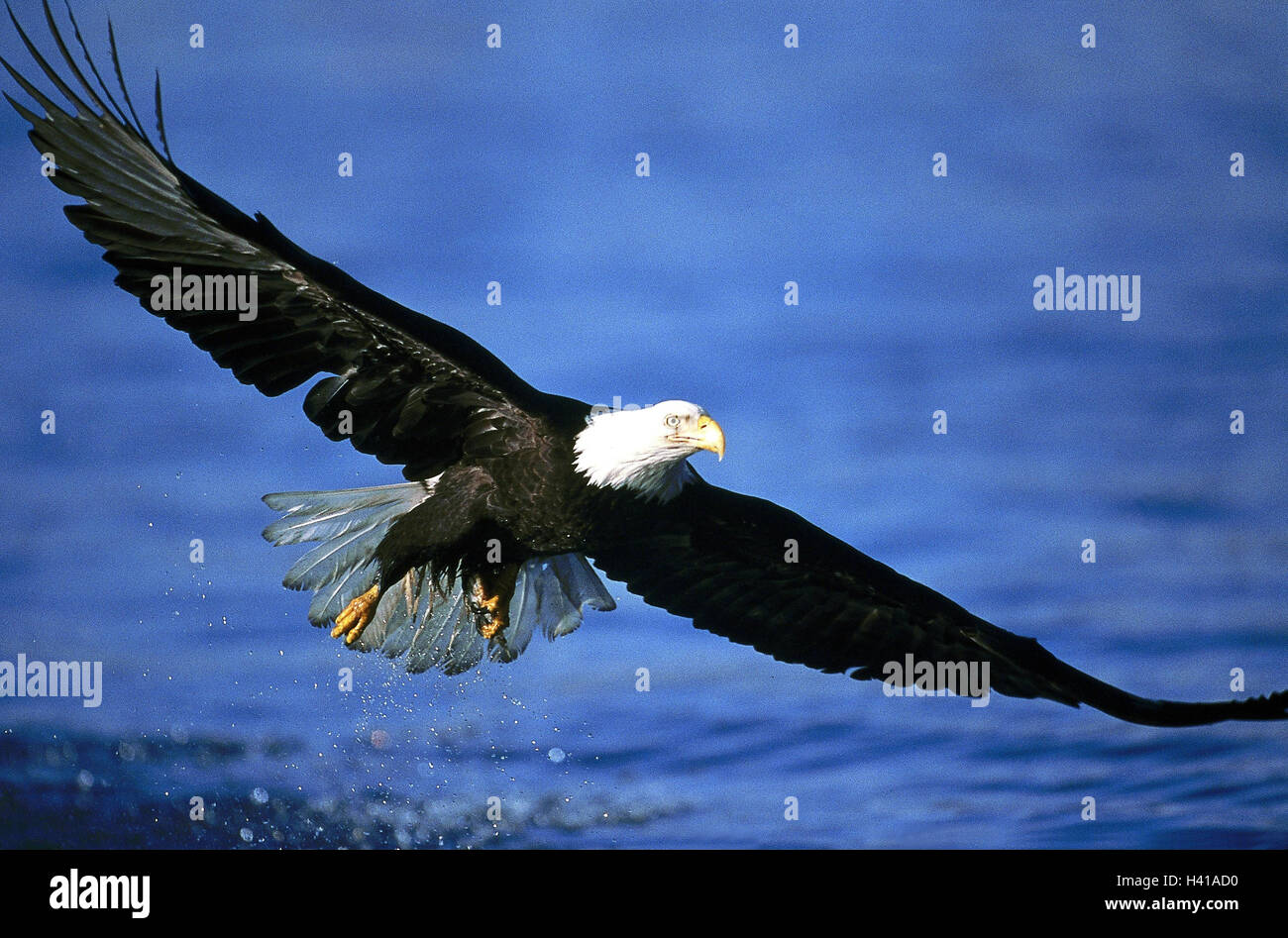 USA, Alaska, weißen Kopf See Adler, Haliaeetus Leucocephalus, Flug ...