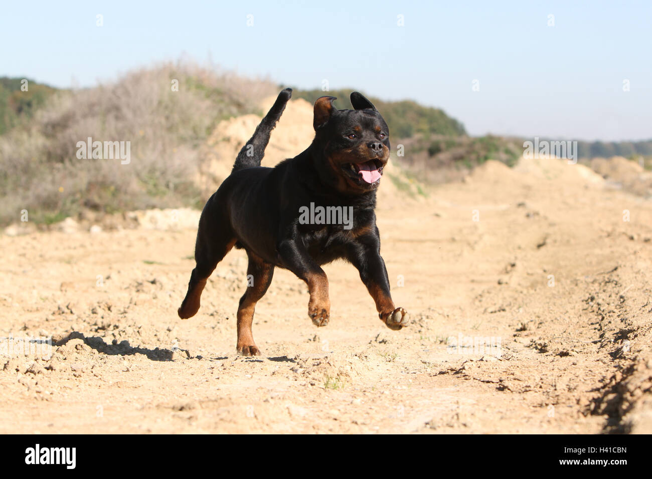 Hund Rottweiler Erwachsenen Dünen; Düne; Sand; Pflanzen; Anlage läuft ...