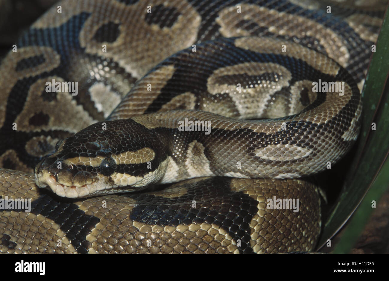 Königs-Python, Python Regius, Tierwelt, Wüste, Wildlife, Kriechtiere ...