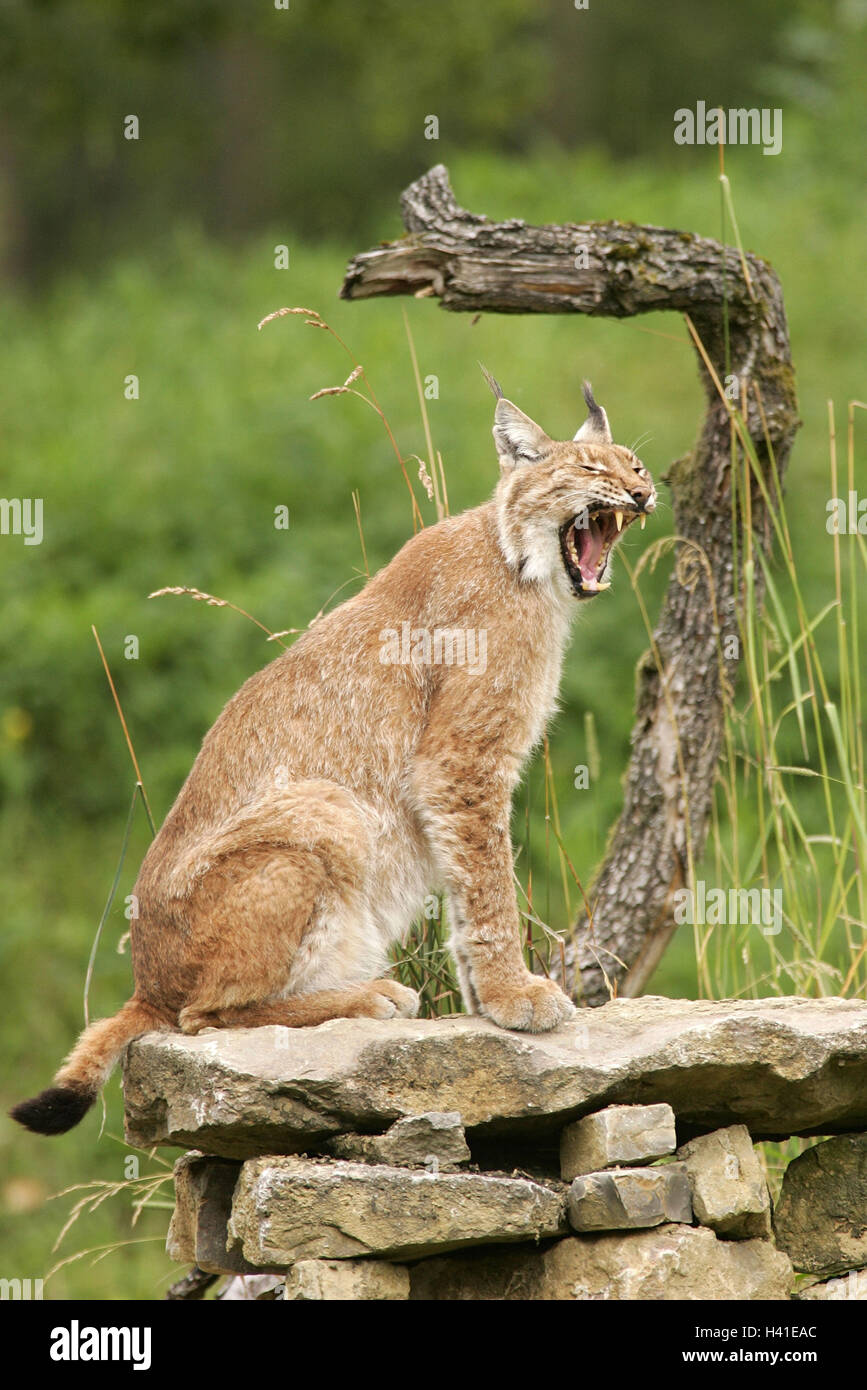 Tierpark, Eurasischen Luchs, Lynx Lynx, Gähnen, Zoo, Tiere, Tier ...