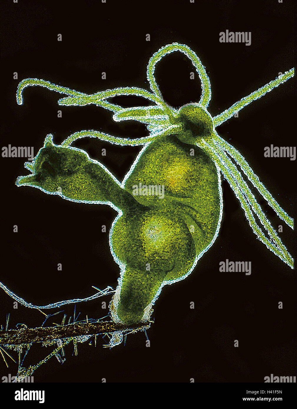 Grüne hydra -Fotos und -Bildmaterial in hoher Auflösung – Alamy