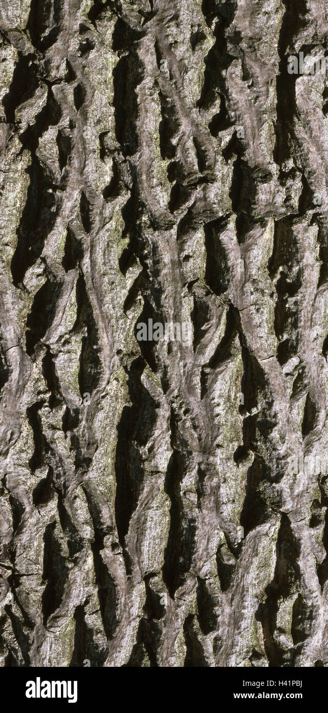 Rinde, Walnuss, Juglans Regia, Struktur, Nahaufnahme, Natur, Pflanzen ...